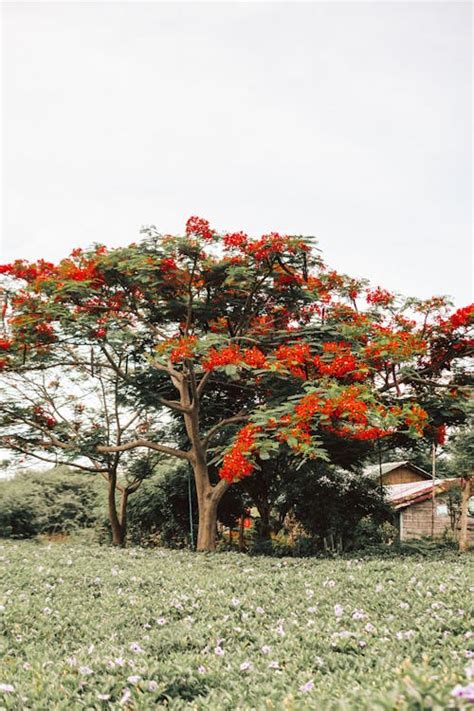 경치 경치 좋은 전망 고요한 꽃무늬 꽃이 만발한 나무 델 로닉스 레지 아 들판 러스틱 만개 목가적인 목조 주택 무성한 녹지 봄 붉은 꽃 생생한