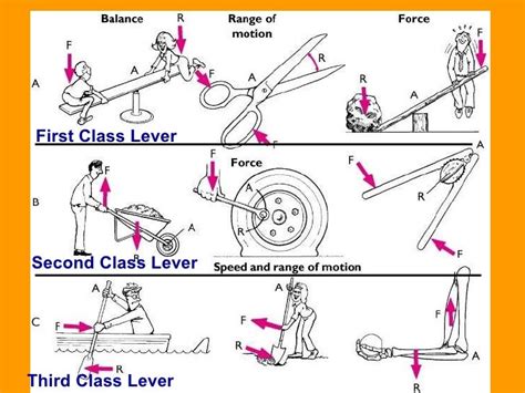 First Second Third Class Lever Examples What Are The Different Types