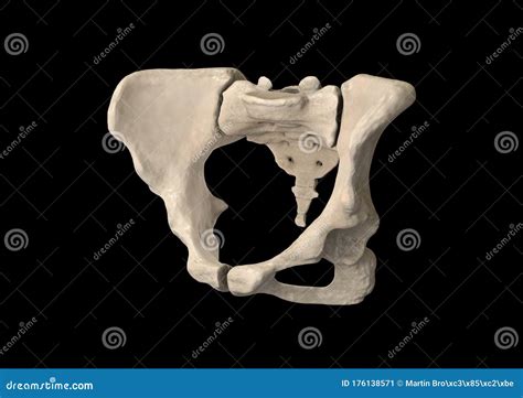 Pelvis Human Skeleton Female Pelvic Bone Anatomy Hip 3d Artwork