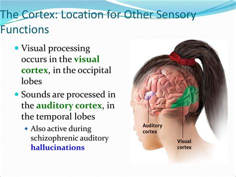 The Biology Of Mind And Consciousness Chapter 2 Part Ii Ppt Download