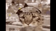 Vibin Cats  Vibin Cats Discover And Share S