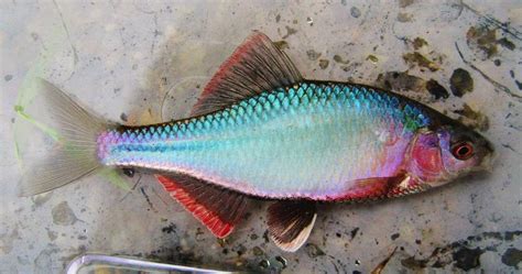 キタノアカヒレタビラ 淡水魚写真図鑑 日淡会