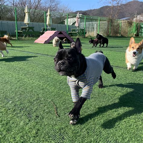 프렌치불독카롱강아지 책임 분양 아이조아 유기방지입양 파양 강아지보호소 고양이보호소 무료분양센터