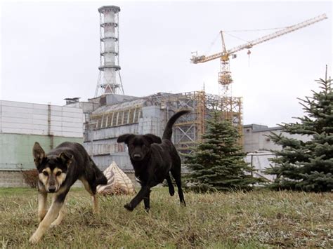 Mutations Animales Tchernobyl Mutations Animales Tchernobyl