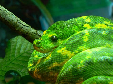 Green Tree Python Wallpapers Wallpaper Cave Green Tree Python Wallpapers Wallpaper Cave