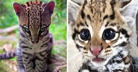 Download Adorable Ocelot Kittens Wallpaper