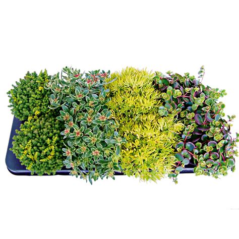 Plantiflor Bodendecker Stauden Pflasta La Vista Topf 13 Cm Online Kaufen