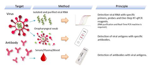 What Is Sars Cov 2 Rt Pcr Detection