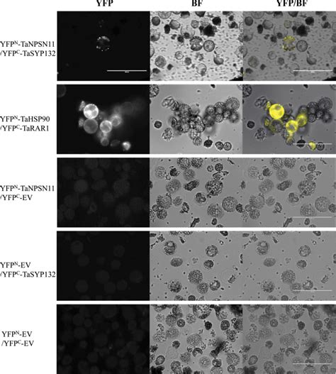 Bimolecular Fluorescence Complementation Bifc Assay Showing