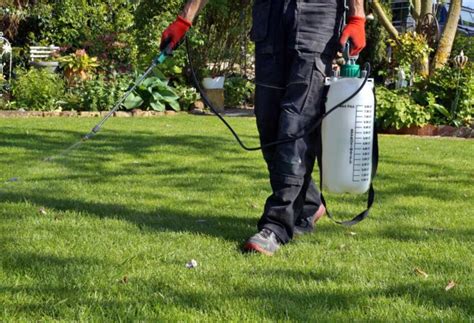 How To Get Rid Of Fleas In The Yard