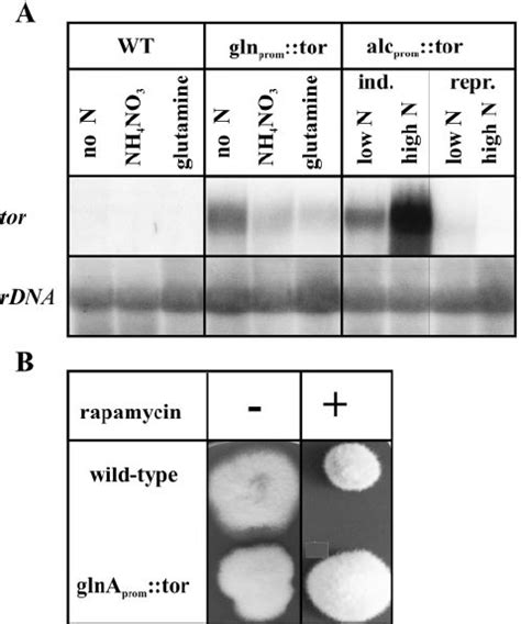 Rapamycin Dependent Expression Of Area And Or Gs Target Genes Such As