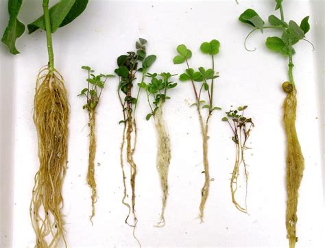 Researching Root Rot Control In Peas Grainews