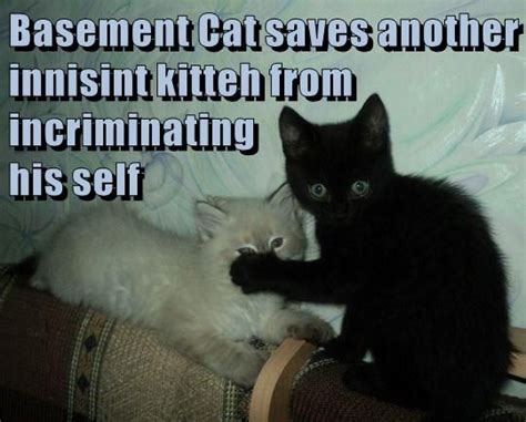 Basement Cat To The Rescue Funny Animal Memes Basement Cat Caturday Funny