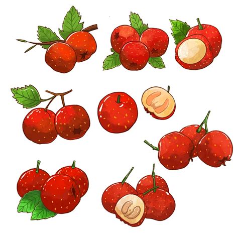 手绘卡通红色山楂冬季水果插画元素 花瓣网