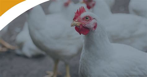 Sex Separate Growing And Sustainability A Perfect Match Agrimprove