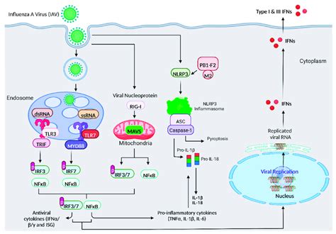 Schematic Diagram For The Innate Immune Response Against Influenza A