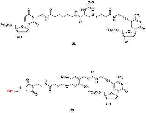 Chemical Structures Of Base Modified Nucleotides Used In Controlled Download Scientific Diagram
