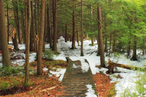 무료 이미지 나무 황야 눈 겨울 산책로 하이킹 꼬리 이끼 흐름 가을 시즌 크리에이티브 커먼즈 가지 낙엽 습지 펜실베니아 주 팔루스 헴락