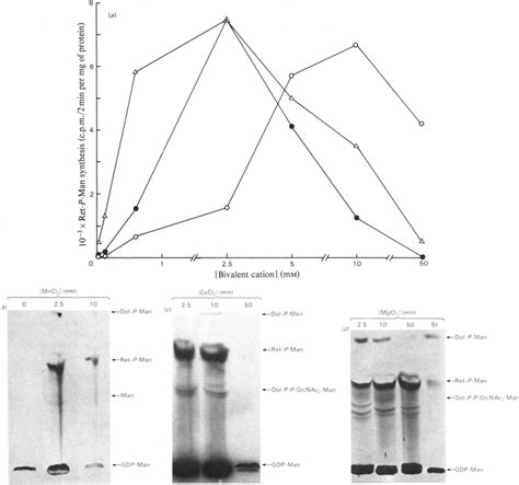 Bivalent Cation Requirementfor The Synthesis Ofret P Manfrom Exogenous Download Scientific