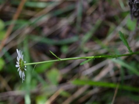 옥스아이데이지 Leucanthemum Vulgare Picturethis
