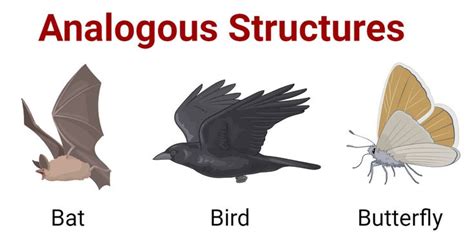 Analogous Structures Definition 4 Examples Significances Biology Online Evolutionary