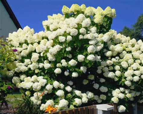 목수국 키우기 방법과 개화시기 가지치기 알아보기 네이버 블로그