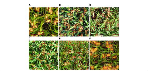 Experimental Effects Of Improved Yolov5s Under Different Densities And