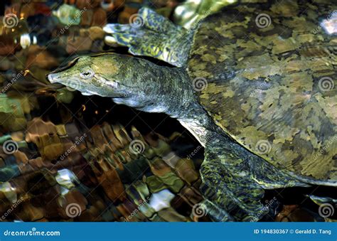 Eastern Spiny Softshell Turtle 49745 Stock Image Image Of Apalone