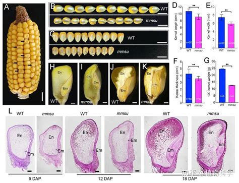 山东农大张宪省 赵翔宇团队在玉米籽粒发育机制研究方面取的新进展 知乎