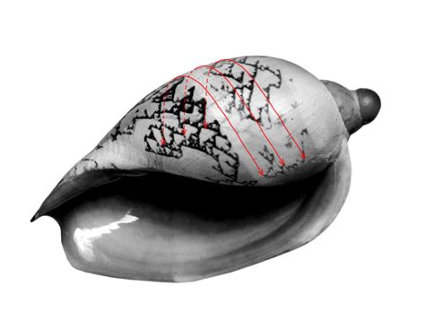 Shell Lace Structure Tonkin Liu