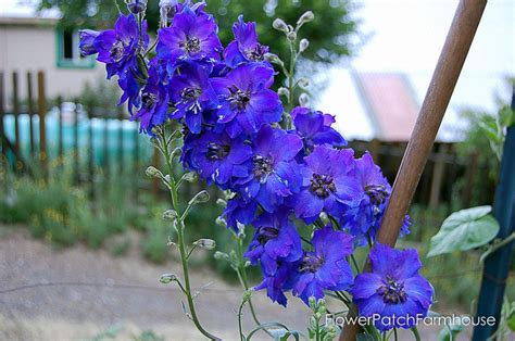Grow Delphiniums From Seed Flower Patch Farmhouse