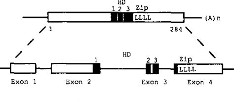 Figure 1 From The Hat4 Gene Of Arabidopsis Encodes A Developmental