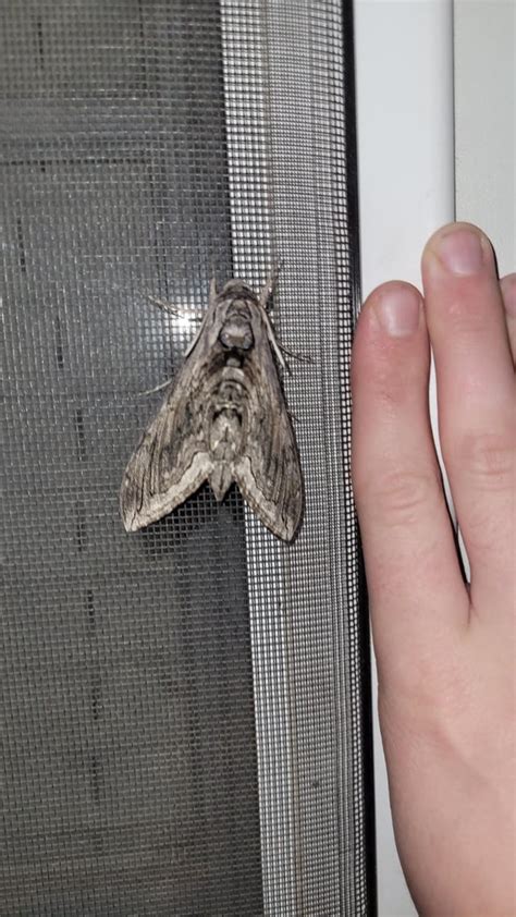 Is This A Five Spotted Hawk Moth R Moths