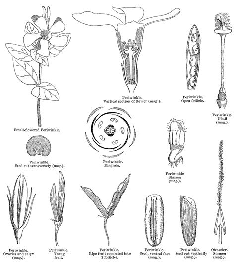 Angiosperm Families Apocynaceae Juss
