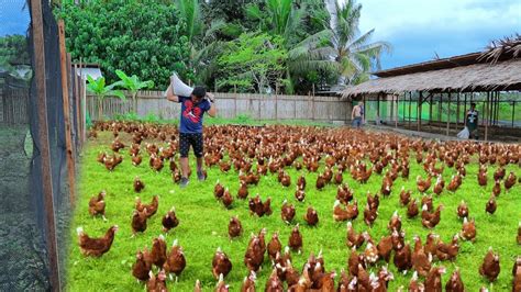 How Do I Start A Free Range Poultry Farm Beginners Guide