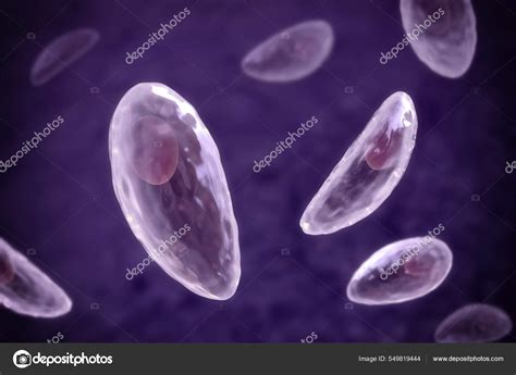 Toxoplasmosis Gondii Cysts