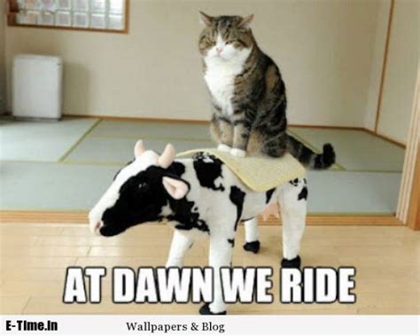 Funny Pictures Ii Page Free Porn Adult Videos Forum