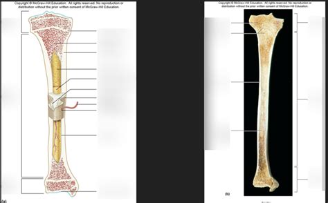 Exercise 7 Bone Morphology Diagram Quizlet