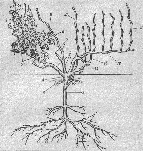 Будова винограду