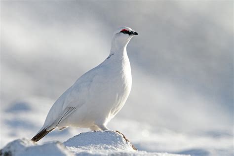 Rock Ptarmigan Facts Distribution Adaptations Pictures