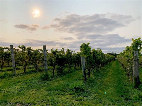 North Cliff Vineyards