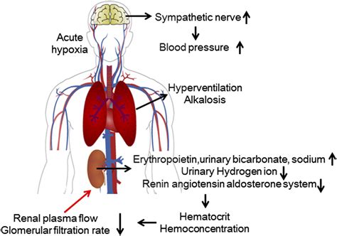 Renal Physiological Response To Acute High Altitude Exposure During Download Scientific