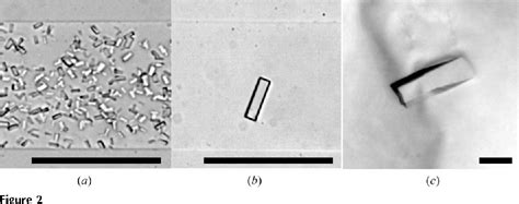 Figure 2 From Diffraction Structural Biology Synchrotron Radiation Crystallization Of The Atg12