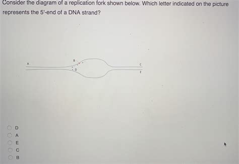 Solved Consider The Diagram Of A Replication Fork Shown Chegg Com