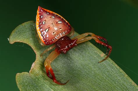 Horned Triangular Spider Queensland Museum