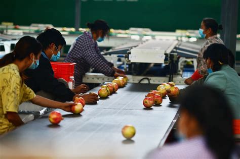 会理战疫时刻 卖到北上广卖向东南亚 石榴销售依然红 四川在线