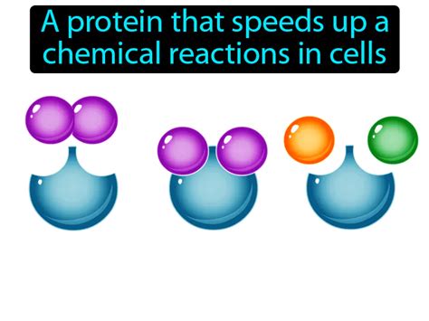 Enzyme Definition And Image Gradesupgg
