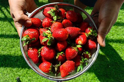 풀 배경 위에 녹색 잎이있는 전체 신선한 빨간 딸기로 가득 찬 금속 체를 들고있는 인식 할 수없는 사람의 클로즈업 이미지 높은 전망 색상 이미지에 대한 스톡 사진 및 기타