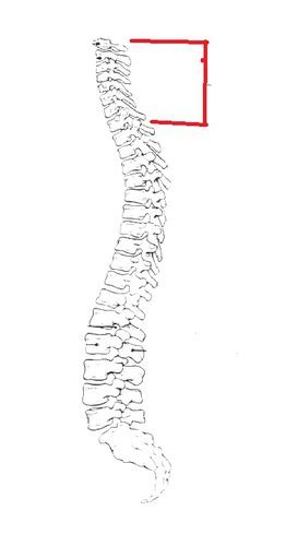 Anatomy Test 3 Bones Of The Vertebral Column Flashcards Quizlet
