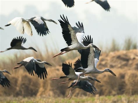 Migration Miracle Jason Learning